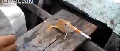 Honteux! Des pêcheurs font "fumer" une cigarette à un poisson qui ...