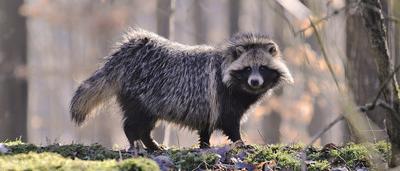 Le chien viverrin, nouvelle espèce invasive en Wallonie! - sudinfo.be