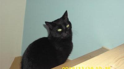 Honteux à Pepinster: Bidou, le chat de Françoise, tué par balle ...