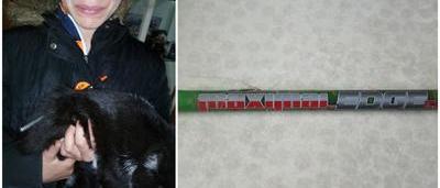 Honteux à Arlon: un chat transpercé volontairement par une flèche ...