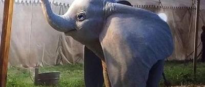 Tim Burton revisite l’histoire de Dumbo, l’éléphant volant - sudinfo.be