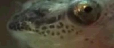 Faut-il avoir peur du poisson vampire ? (vidéo) - sudinfo.be