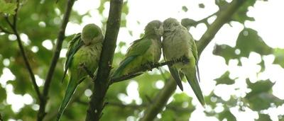 Invasion de perruches vertes au Boulevard du Tivoli, à La Louvière ...