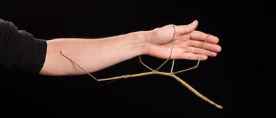 Des Belges nez à nez avec... le 2e plus grand insecte du monde (32 cm ...