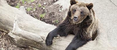 Theux: un nouvel enclos pour les ours et le premier mur d’escalade en ...