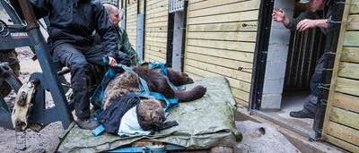 Theux: les deux ours de Forestia emménagent dans leur nouvel enclos ...