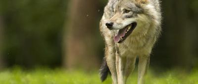 Des chasseurs tombent nez à nez avec un loup à Nassogne - sudinfo.be