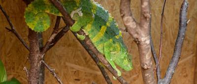 Boris, 18 ans, vient de lancer «Bo Reptiles» à Charleroi! - sudinfo.be