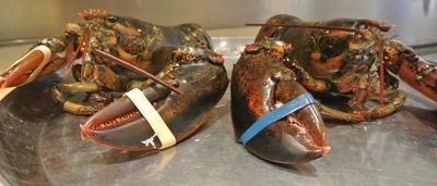 Recette de la semaine: le homard en belle vue de Chez François - sudinfo.be