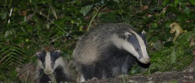 À Huy, Grégory vit un calvaire depuis qu’un… blaireau squatte son ...