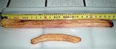 La plus grande frite du monde mesure 26 cm! - sudinfo.be