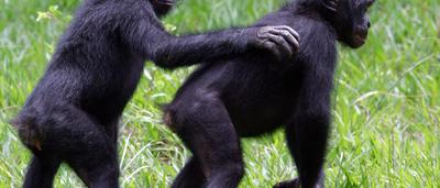 La Belgique a désormais son association des amis des bonobos - sudinfo.be