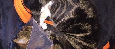 «Scar», le chat de Mélyssa, éventré à Courcelles - sudinfo.be