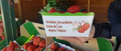 Les premières fraises de Wépion sont disponibles! - sudinfo.be