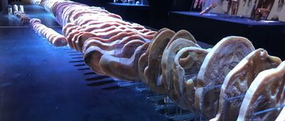 Mons: une exposition de vrais corps et organes humains, «Human Bodies ...