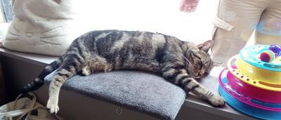 Créé voici pile un an, le Carolo Cat a permis l’adoption de 120 petits ...