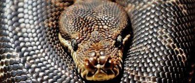 Un python voyage sur l’aile d’un avion de Qantas en Australie - sudinfo.be