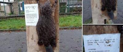 Castor martyr cloué sur un panneau à Esneux: une enquête police-DNF ...