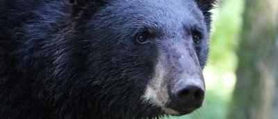 Les trois ours noirs sont enfin arrivés à Forestia à Theux - sudinfo.be