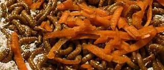 Havelange: élever, transformer et manger des vers de farine - sudinfo.be