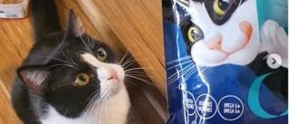 Créé voici pile un an, le Carolo Cat a permis l’adoption de 120 petits ...