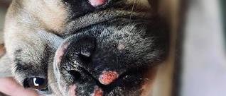 La police de Lessines accusée de ne pas s’être bien occupée de Frankie ...