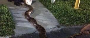 Cette famille parvient à capturer un python de 3,6 mètres dans… son ...